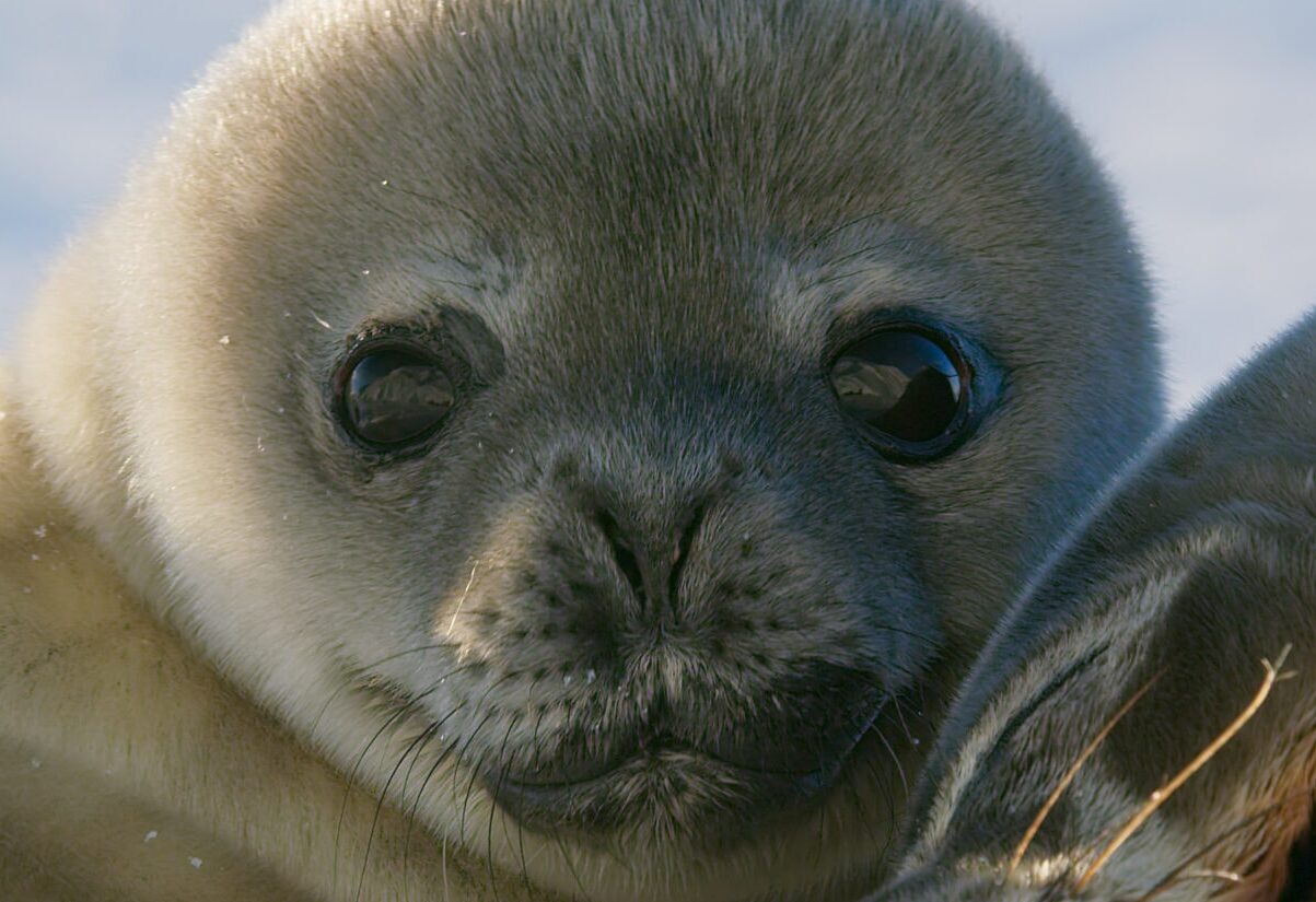 BBC Earth’s “ANTARCTICA”, Sweeps the 2021 GSCA Achievement Awards - SK ...