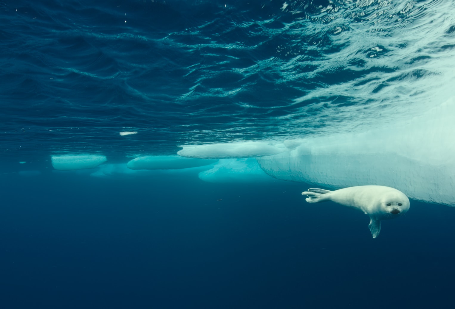 BBC Earth’s “ARCTIC: OUR FROZEN PLANET”, produced by BBC Studios ...